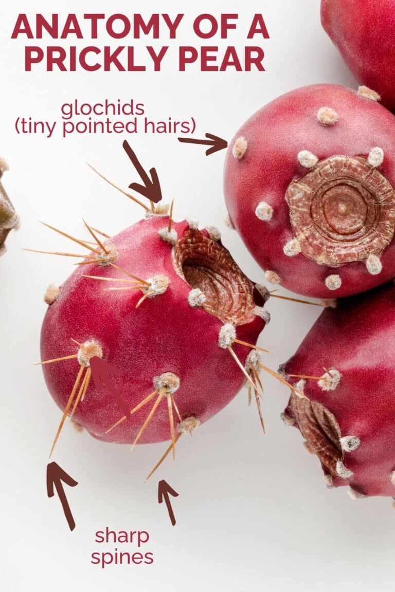 Prickly Pear Syrup - Garlic & Zest